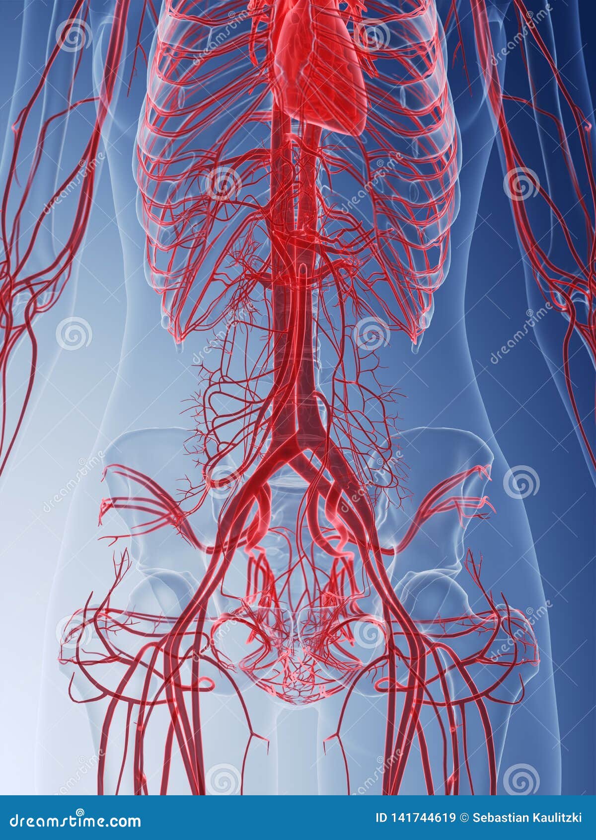The vascular system stock illustration. Illustration of girl - 141744619