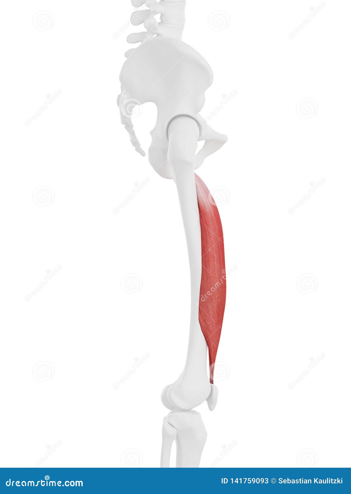 The Vastus Intermedius stock illustration. Illustration of biology ...