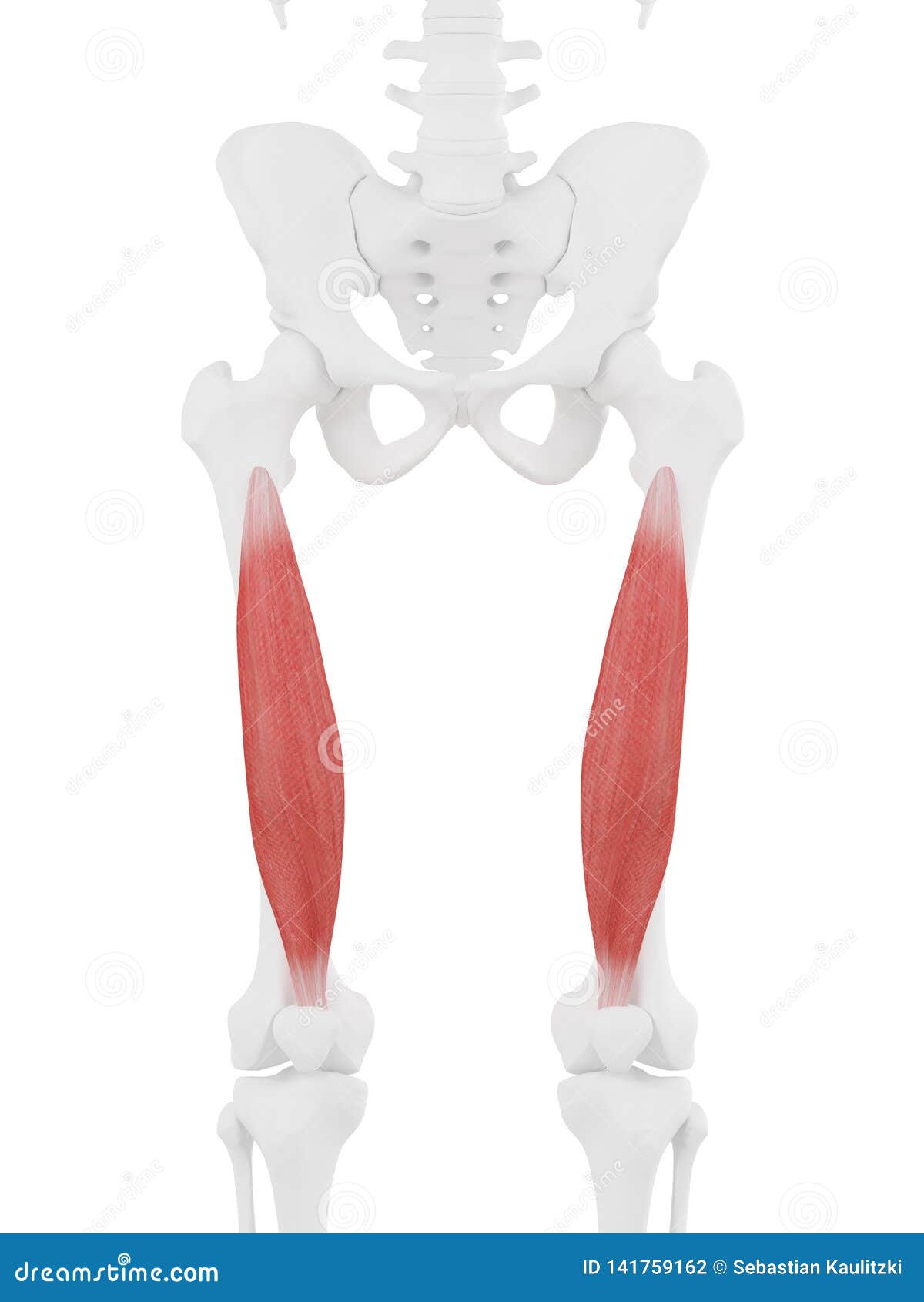 The Vastus Intermedius stock illustration. Illustration of intermedius ...