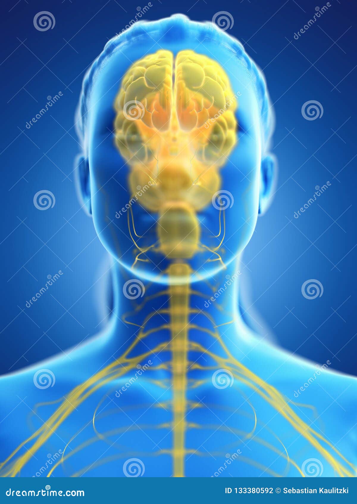A womans brain stock illustration. Illustration of limbic - 133380592