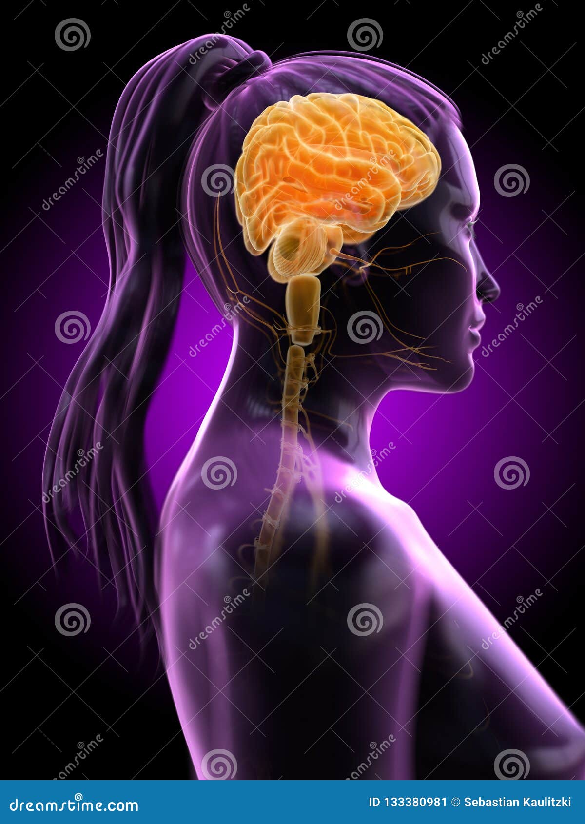 A womans brain stock illustration. Illustration of biology - 133380981