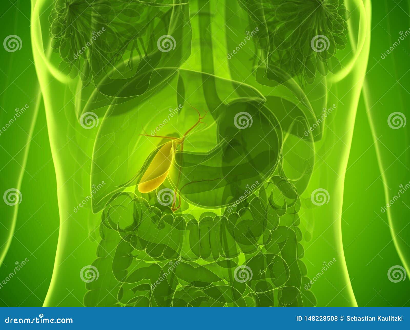 A womans gallbladder stock illustration. Illustration of biology ...