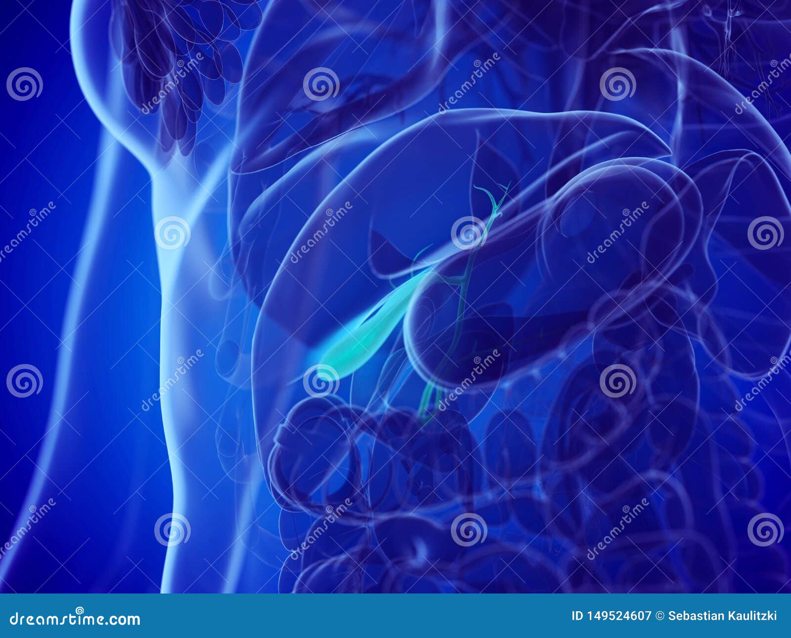 A womans gallbladder stock illustration. Illustration of gall - 149524607