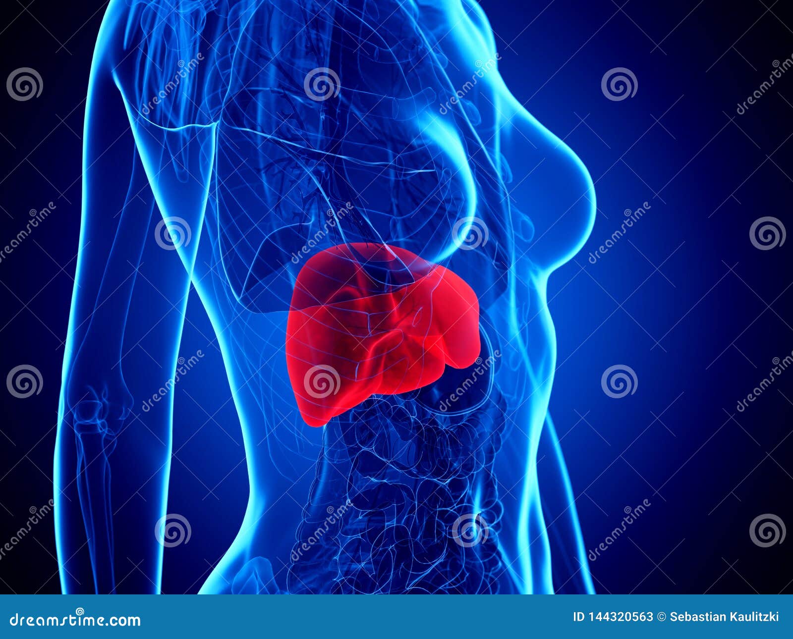 A womans liver stock illustration. Illustration of diabetes - 144320563