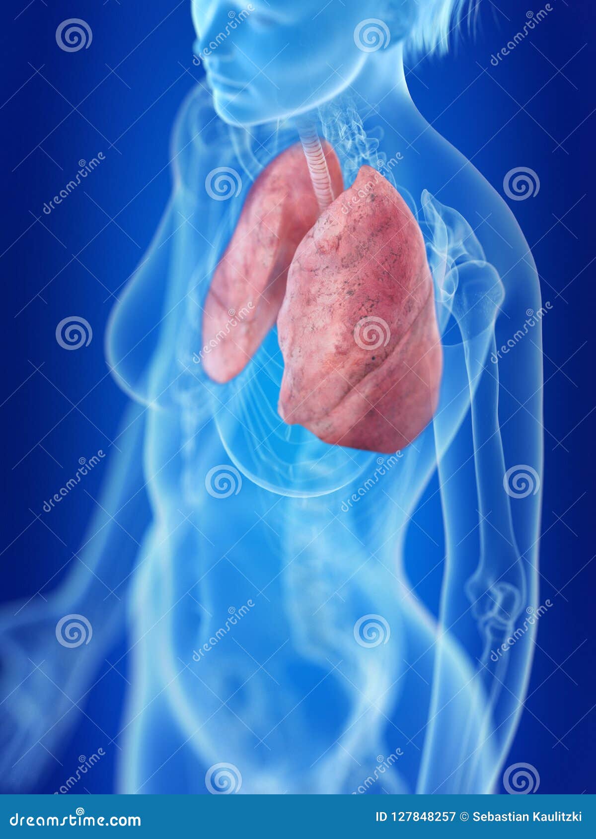 A womans lung stock illustration. Illustration of anatomical - 127848257