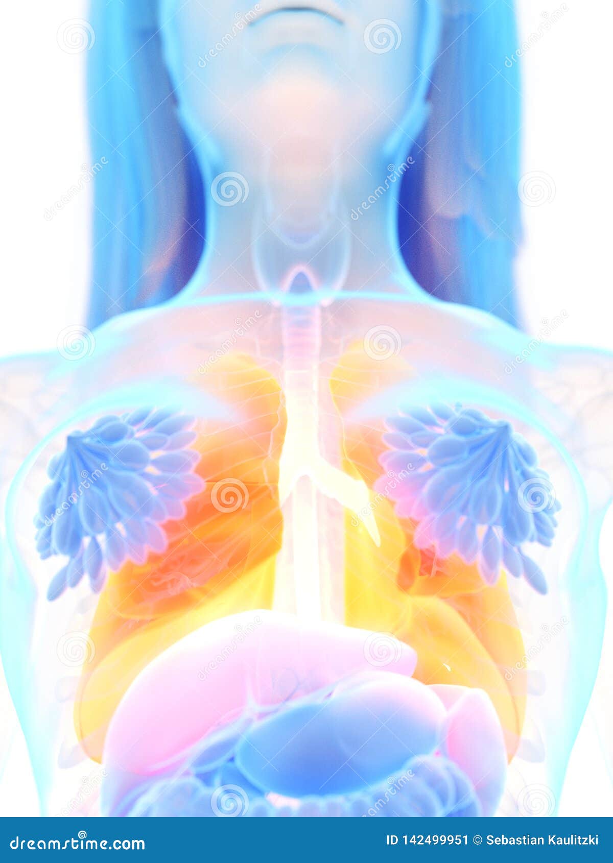A womans lung stock illustration. Illustration of anatomical - 142499951