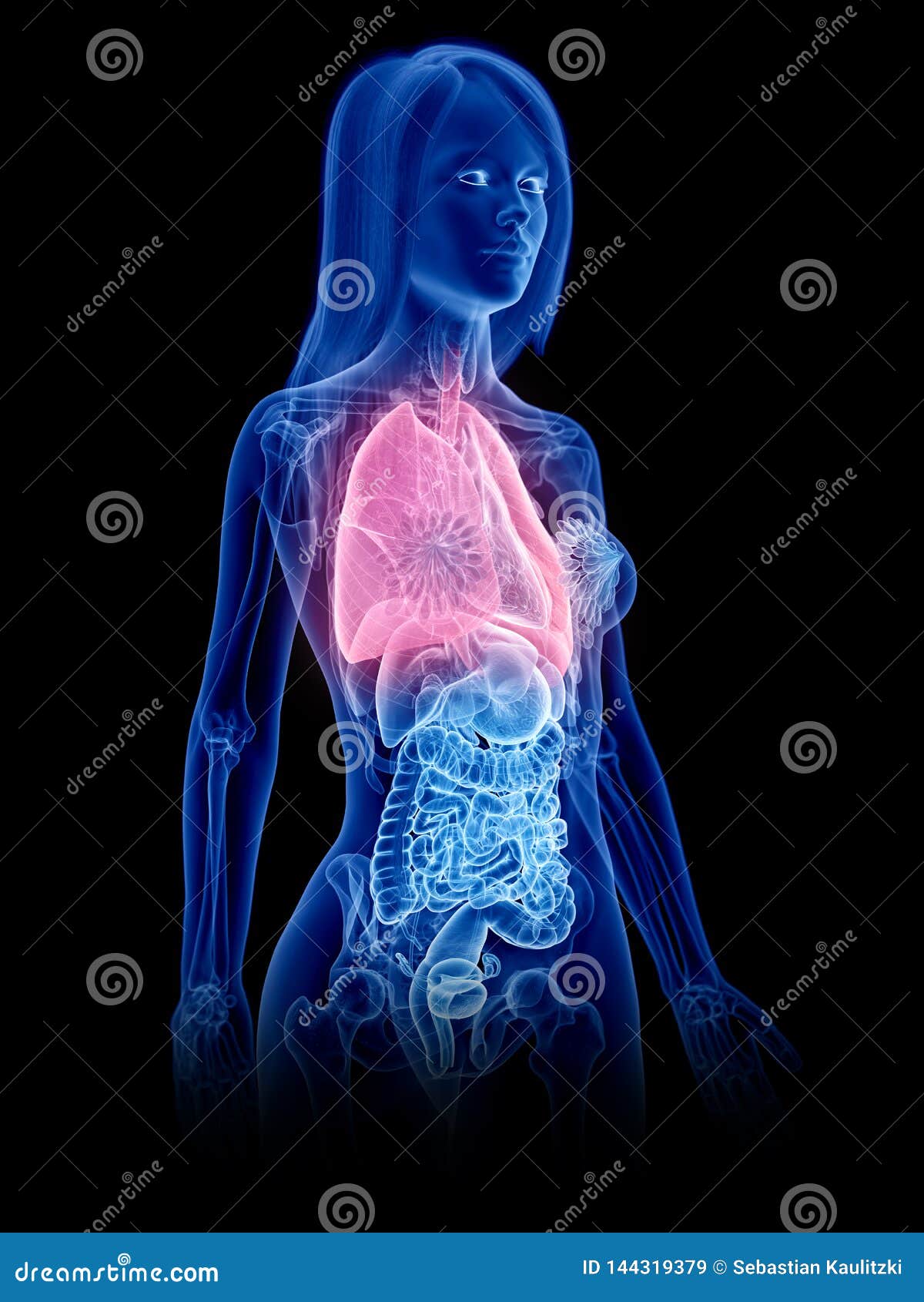 A womans lung stock illustration. Illustration of medical - 144319379