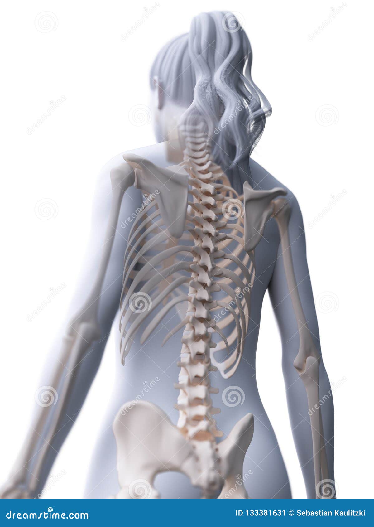 A womans skeletal back stock illustration. Illustration of curvature ...