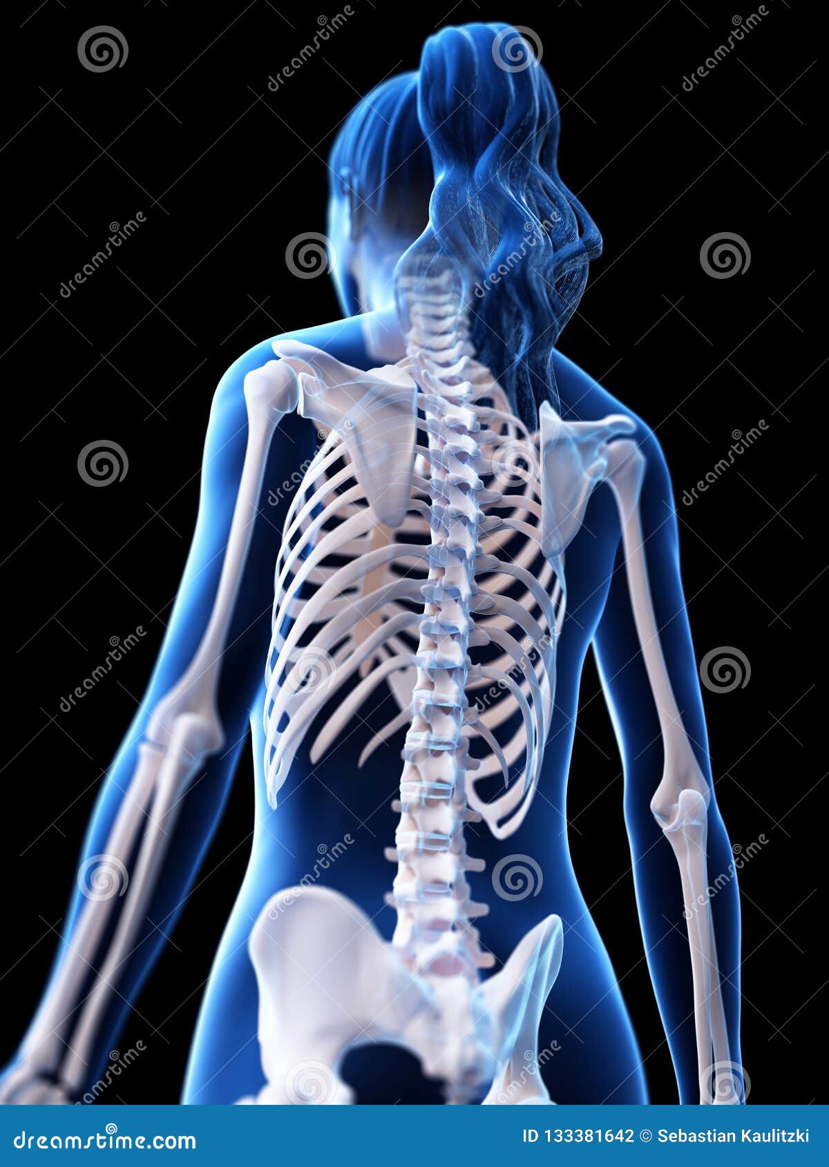 A womans skeletal back stock illustration. Illustration of column ...