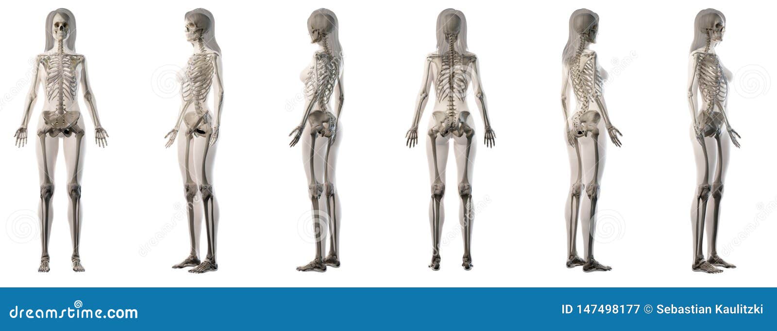A womans skeleton stock illustration. Illustration of woman - 147498177
