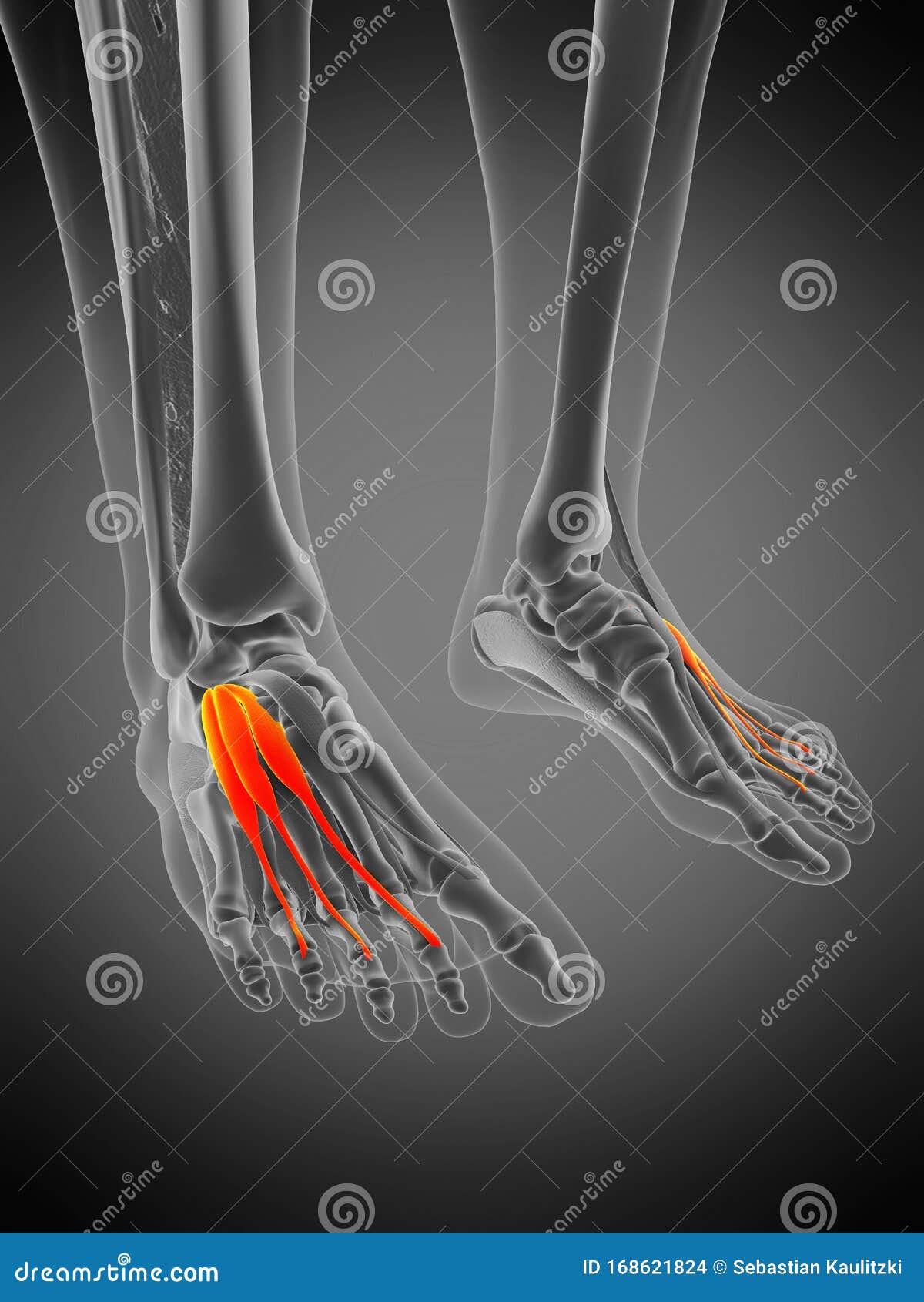 Extensor digitorum brevis stock illustration. Illustration of people ...