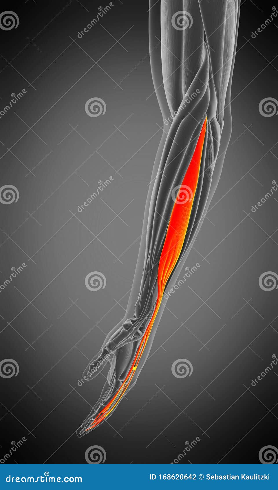 Extensor digitorum stock illustration. Illustration of strength - 168620642