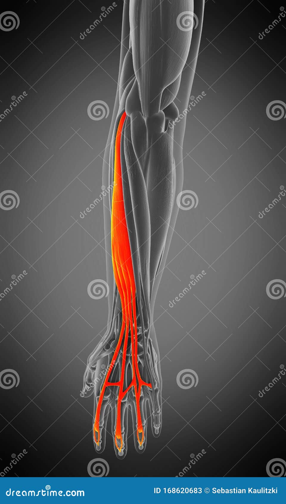 Extensor digitorum stock illustration. Illustration of muscular - 168620683