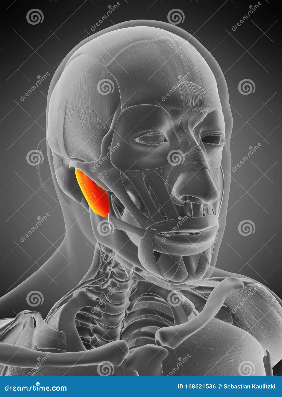 Masseter deep stock illustration. Illustration of person - 168621536