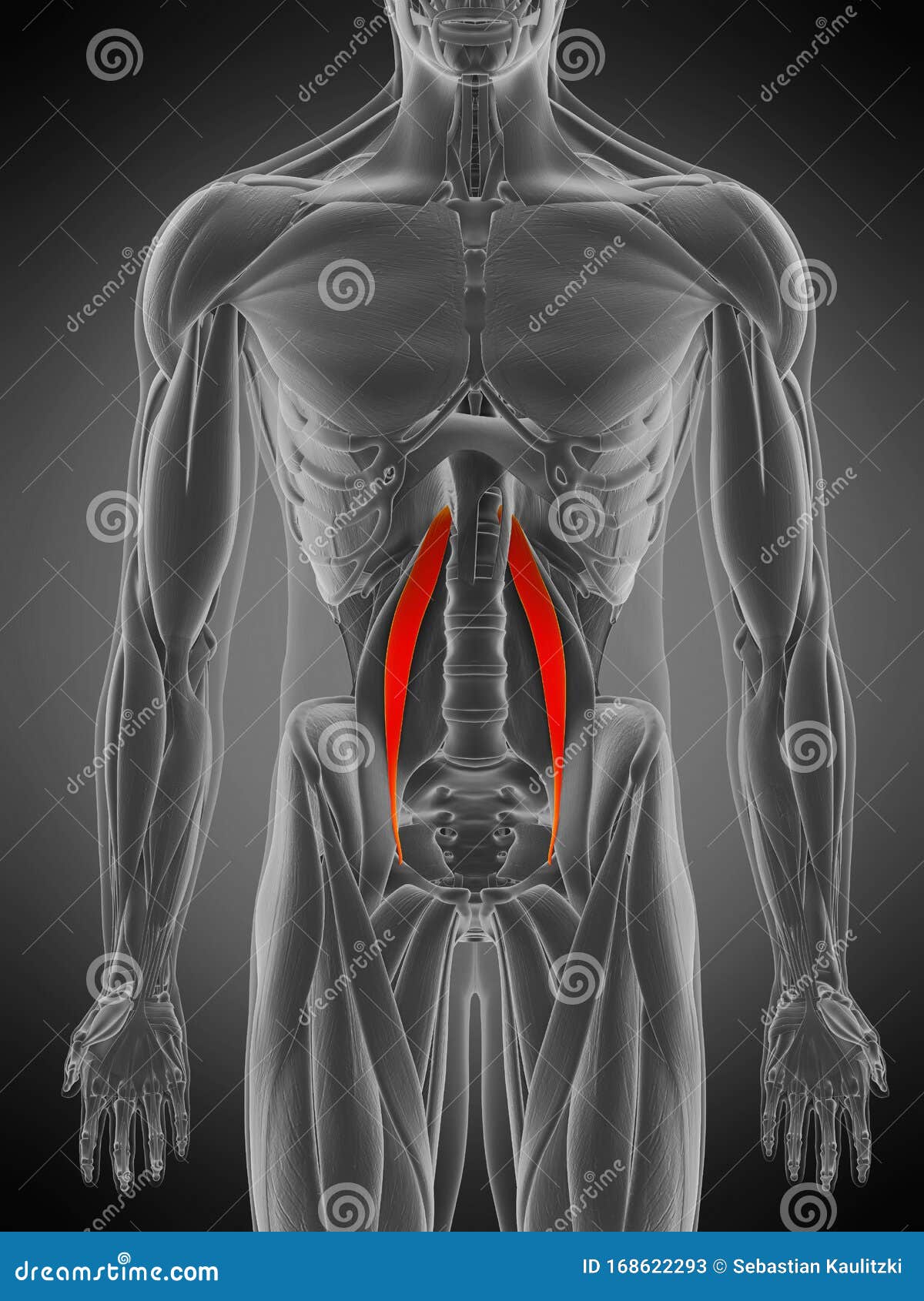 Psoas Minor Stock Illustration Illustration Of Body 168622293