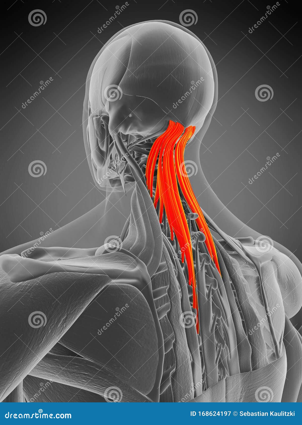 Semispinalis capitis stock illustration. Illustration of biology ...
