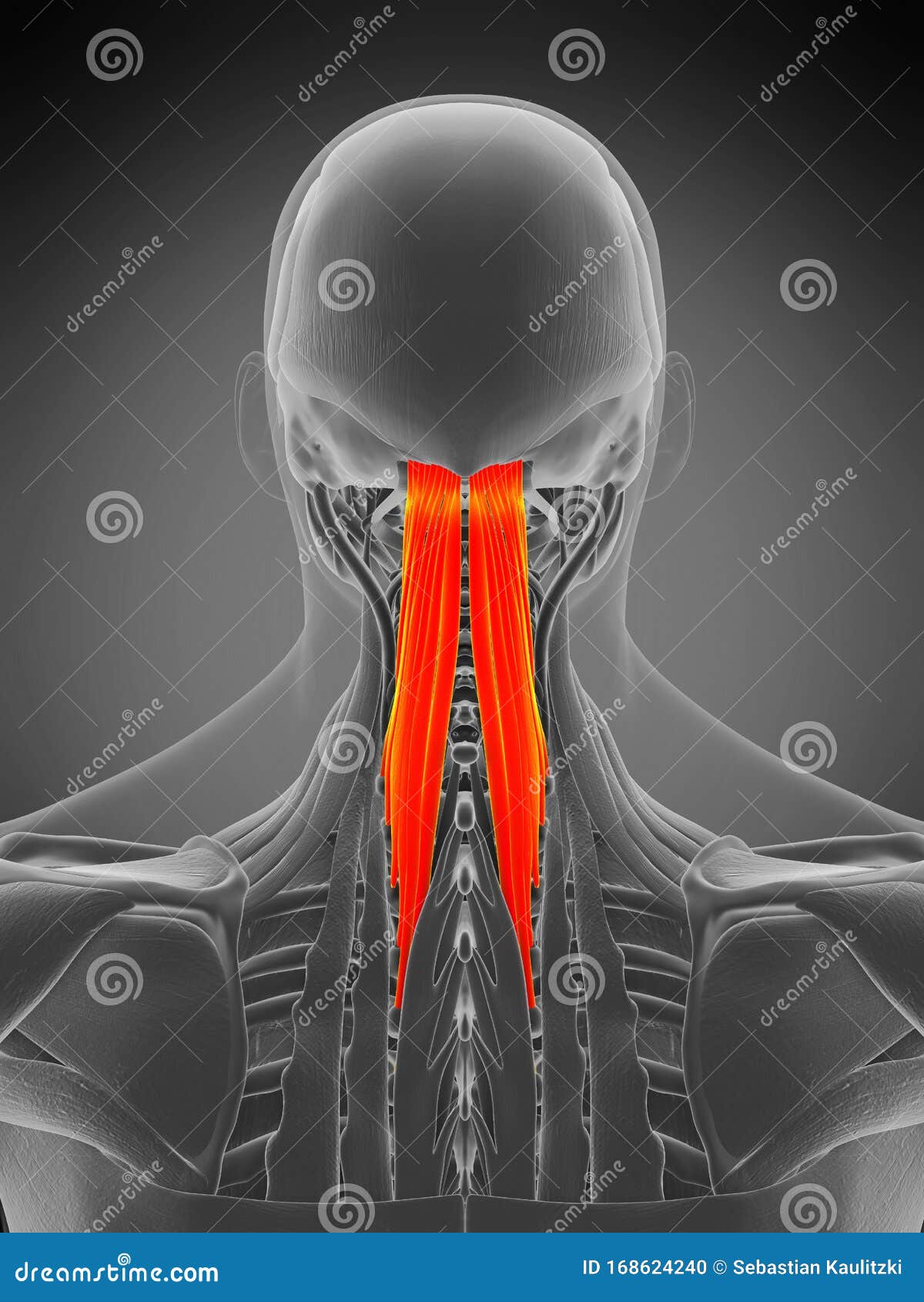 Semispinalis capitis stock illustration. Illustration of physical ...