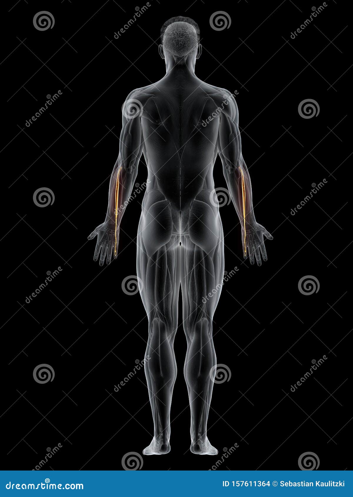 The extensor digiti minimi stock illustration. Illustration of figure ...