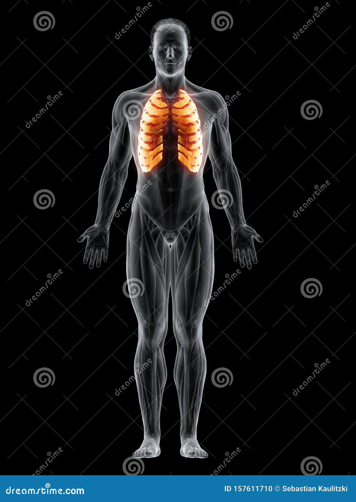 The intercostal muscles stock illustration. Illustration of physiology ...