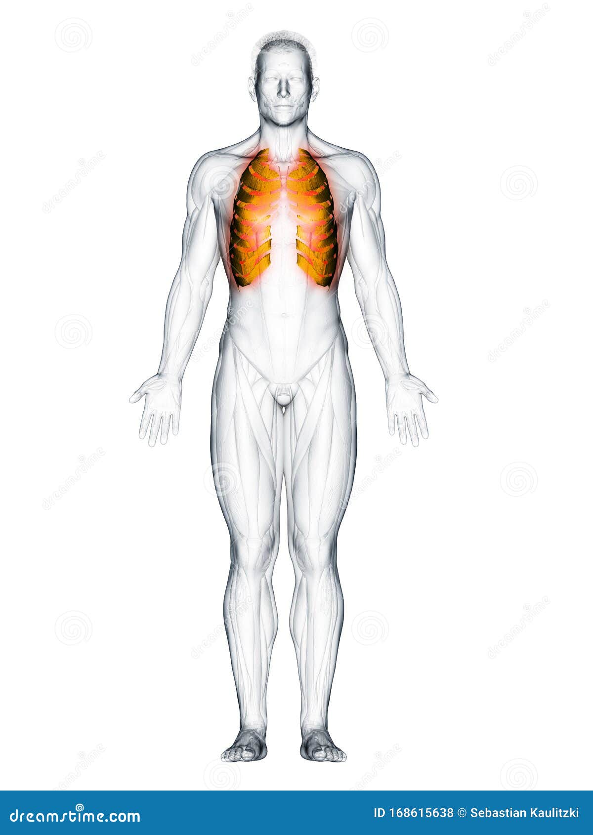 Intercostal Muscles Between Ribs In Anatomical Chest Cage Outline ...