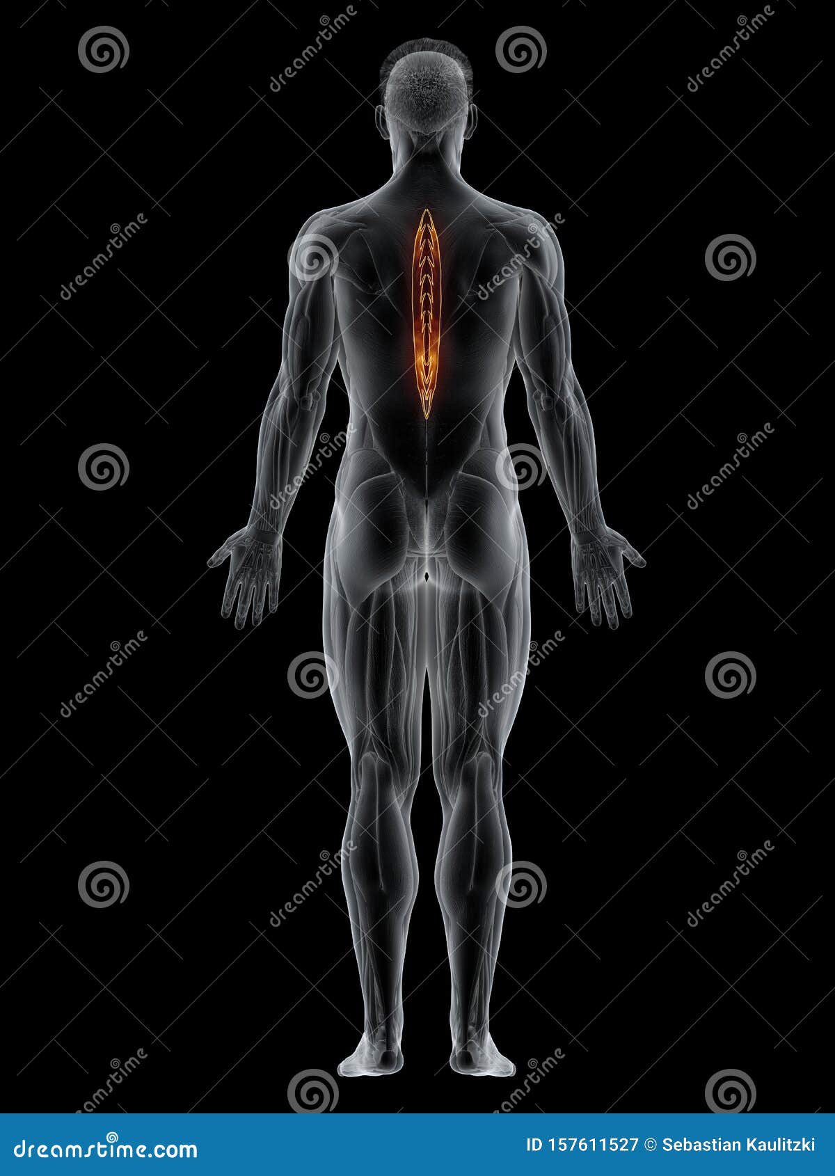 The spinalis thoracis stock illustration. Illustration of strength ...