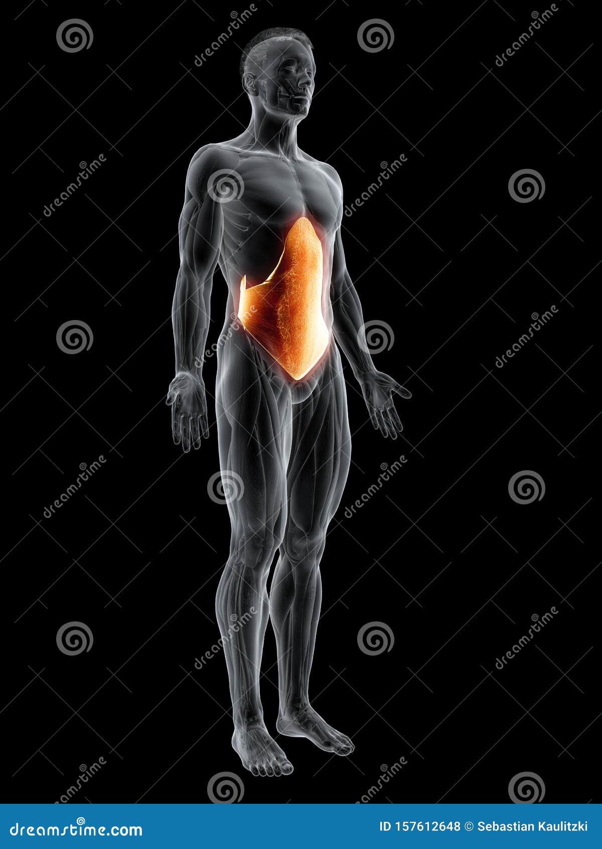 The transversus abdominis stock illustration. Illustration of ...