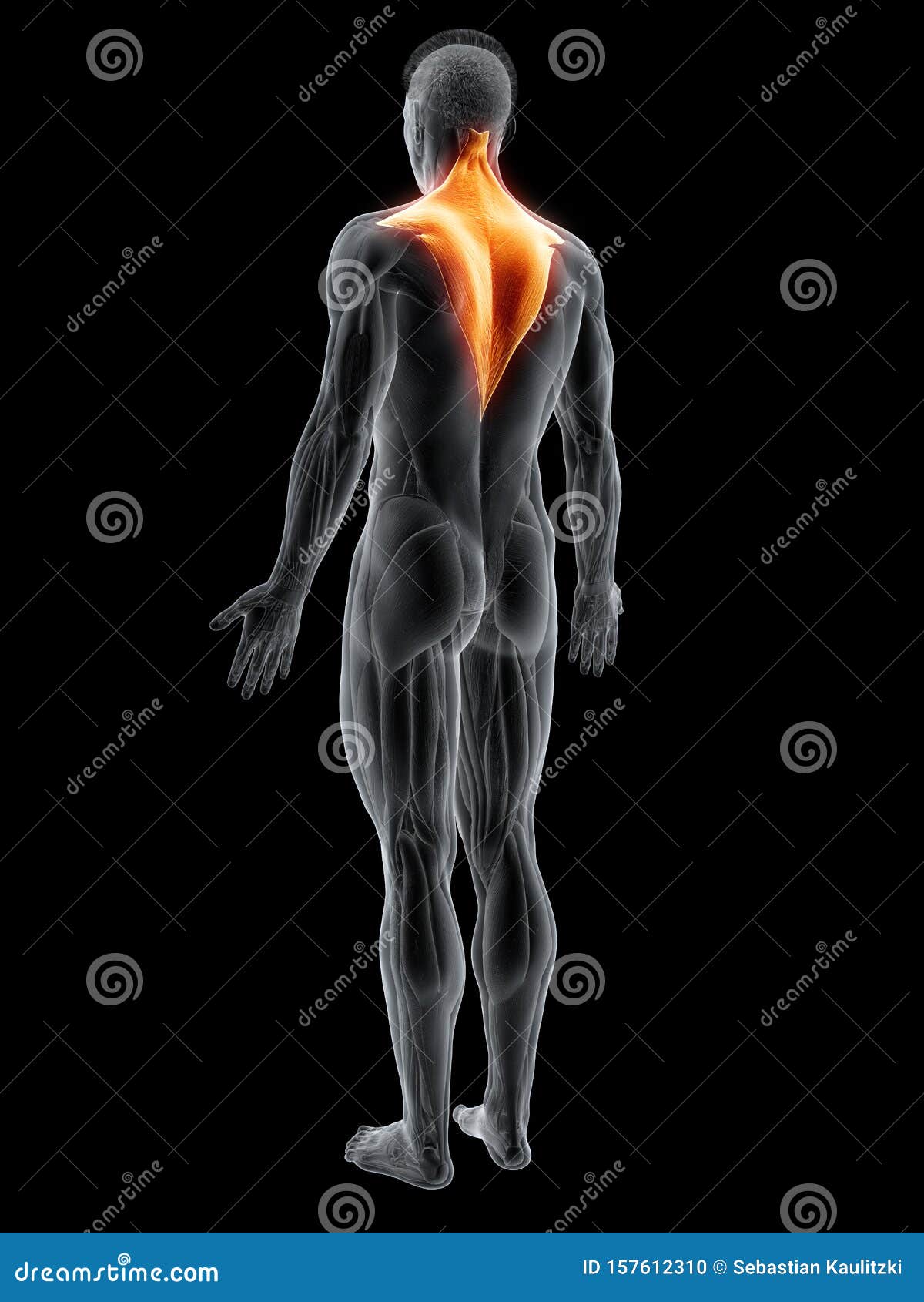 The trapezius stock illustration. Illustration of body - 157612310