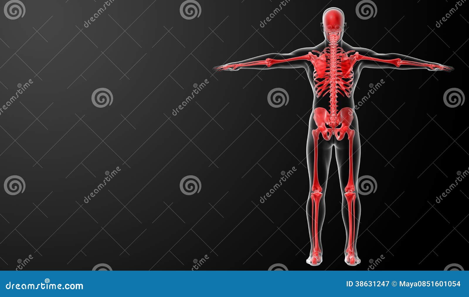 Skeleton Back Bone And Pelvic Bone Anatomy Royalty-Free Stock Photo ...