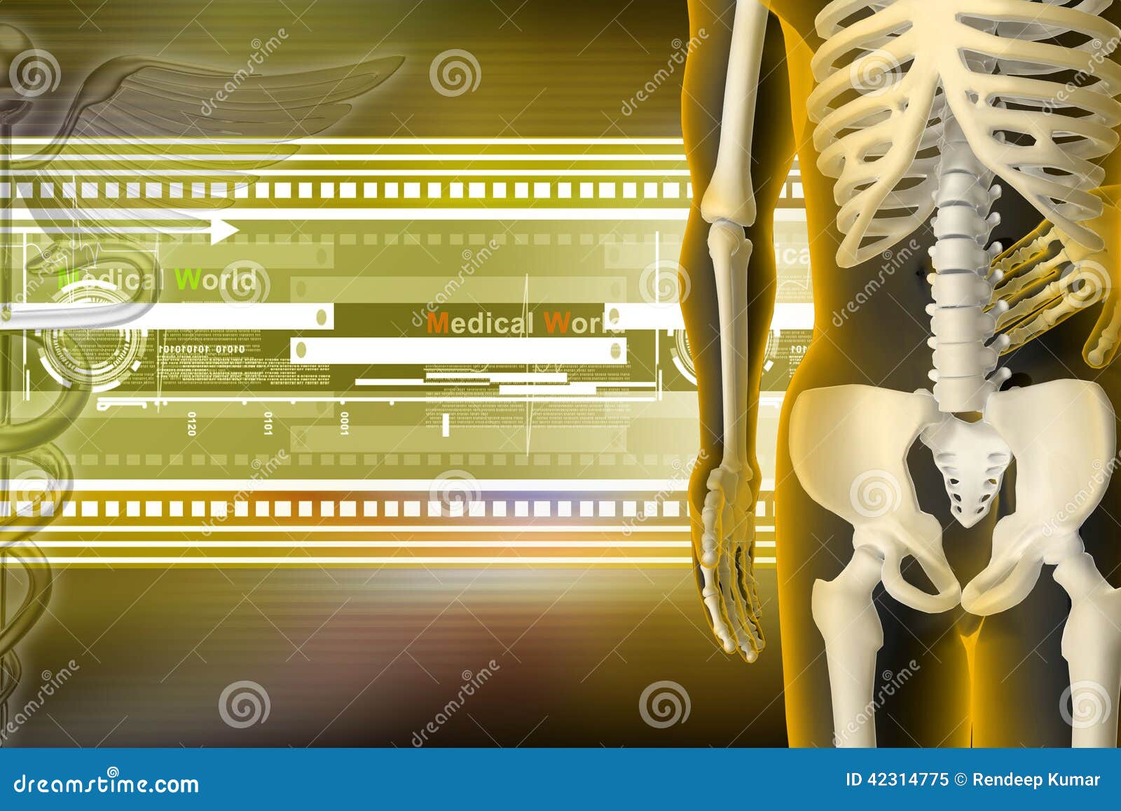 3d rendered Skeleton stock illustration. Illustration of body - 42314775