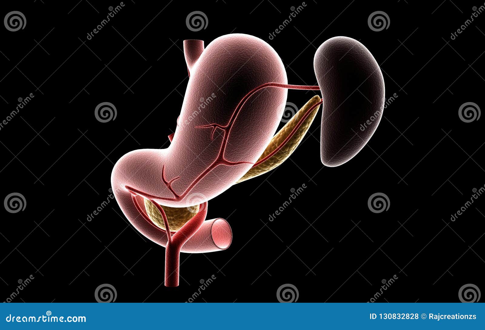 Stomach And Pancreas Labeled Diagram Cartoon Vector | CartoonDealer.com ...