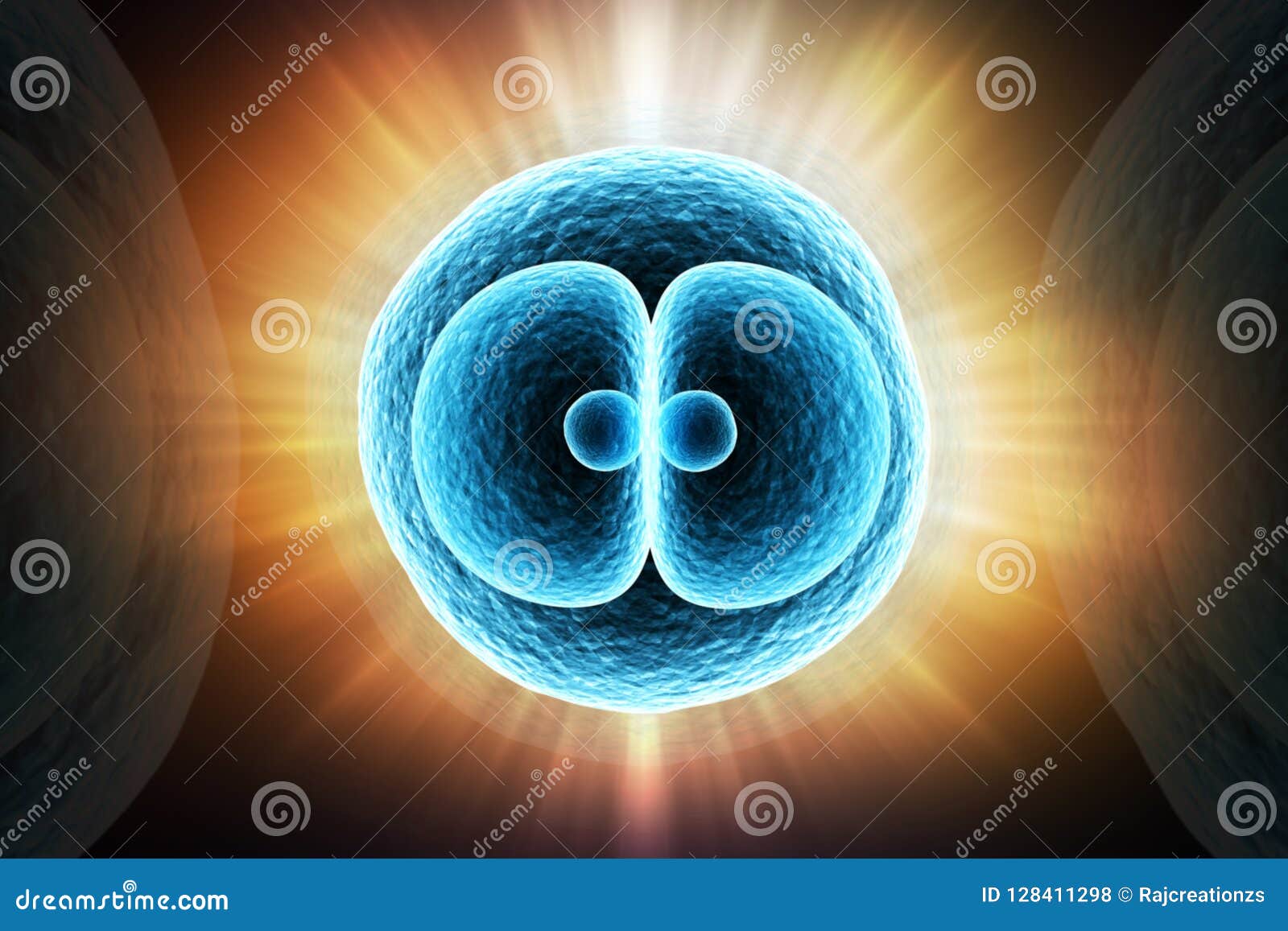 Illustration Of Zygote Stage Embryo. Zygote Cell Stage Icon. Vector ...