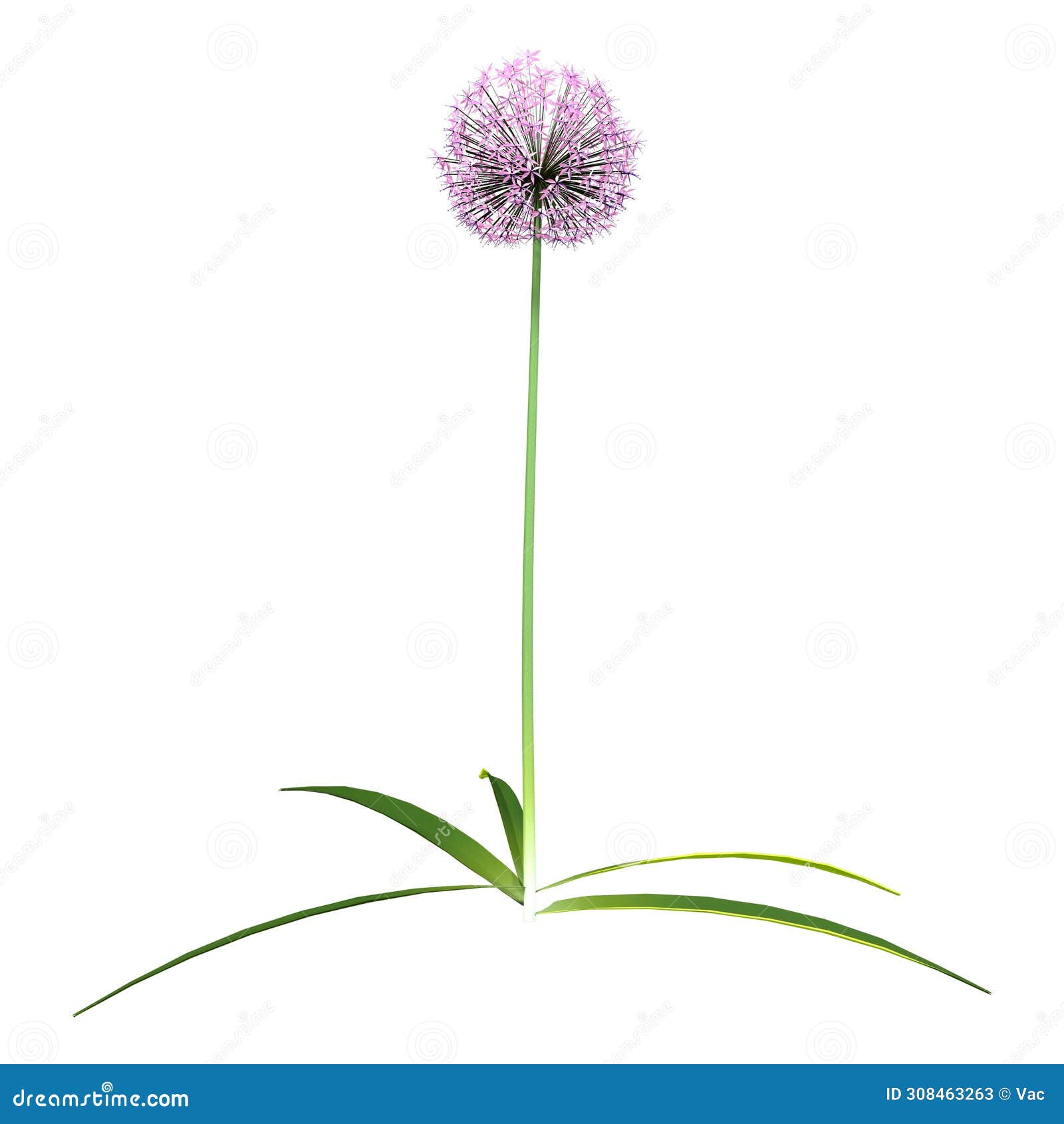 3D Rendering Allium Flower on White Stock Illustration - Illustration ...