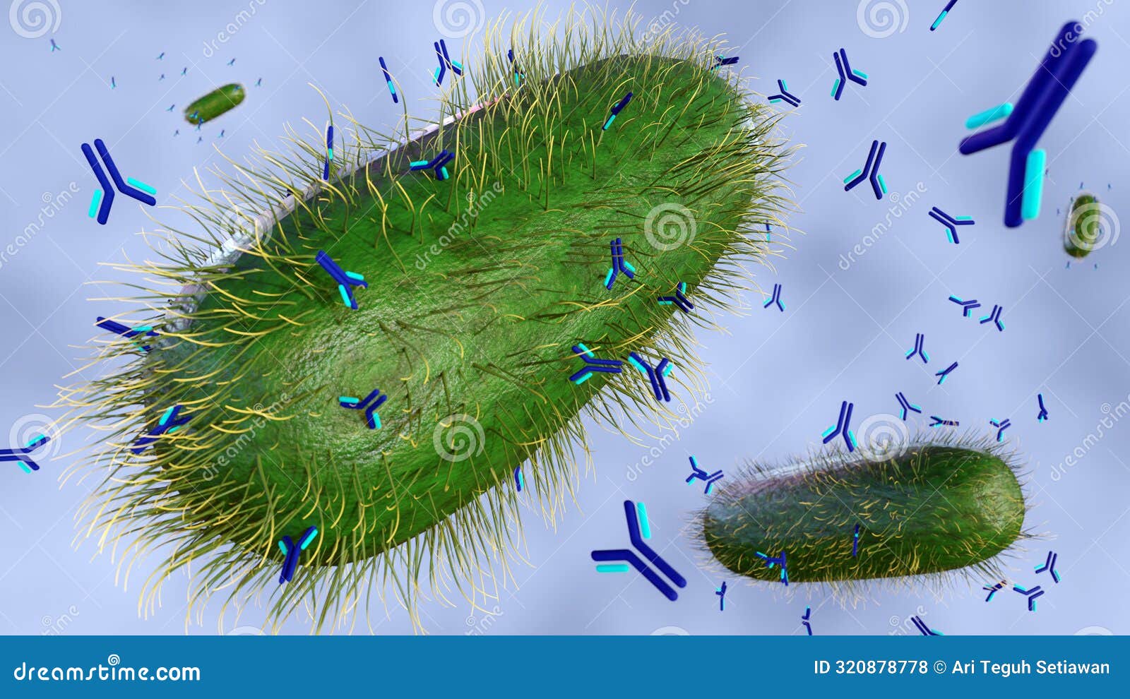 Antibody Molecules Produced by B Cells Bind on Bacteria Stock ...