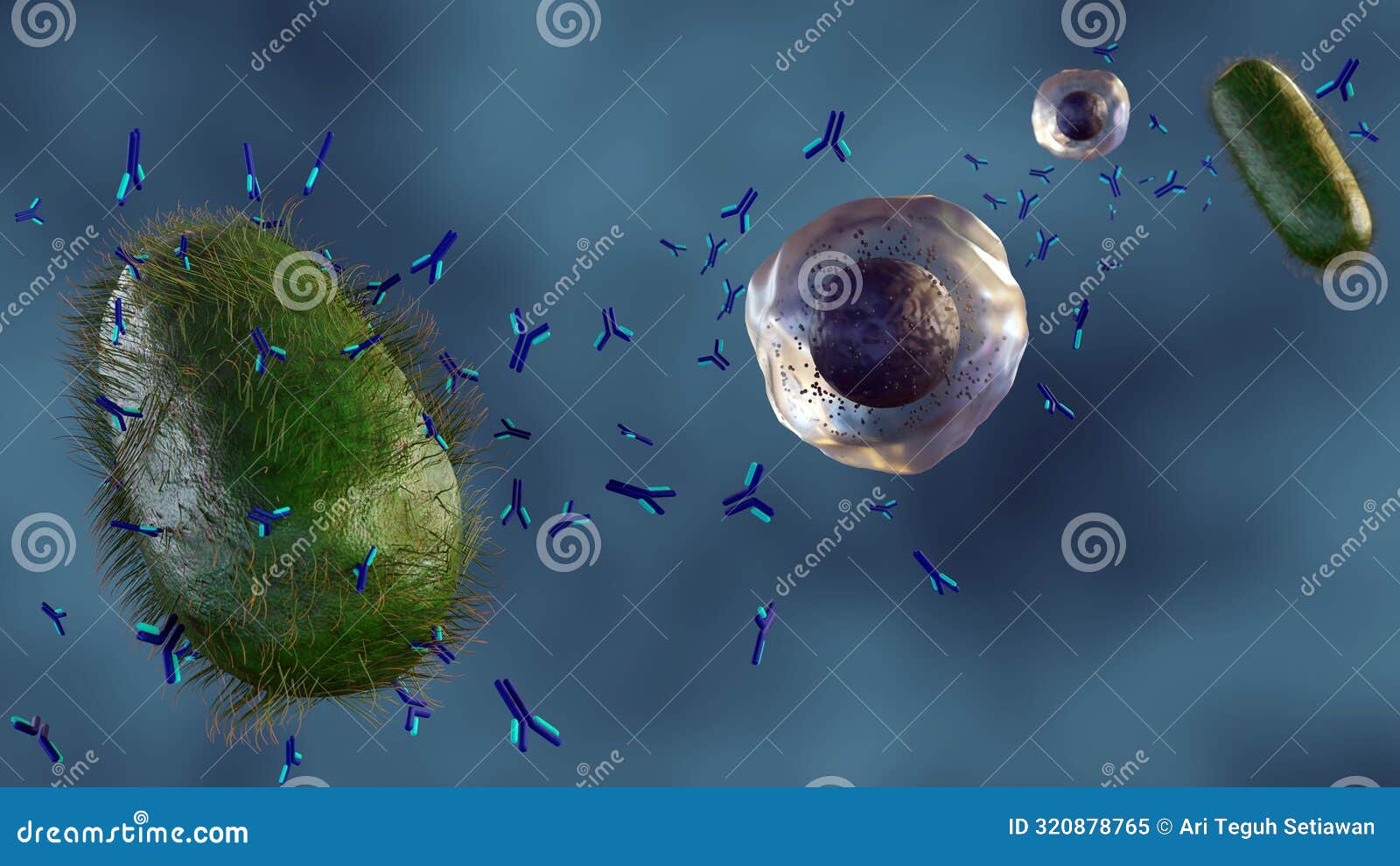 Antibody Molecules Produced by B Cells Bind on Bacteria Stock ...