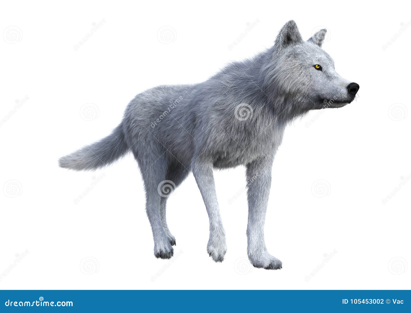 3D Rendering Arctic Wolf on White Stock Illustration - Illustration of ...