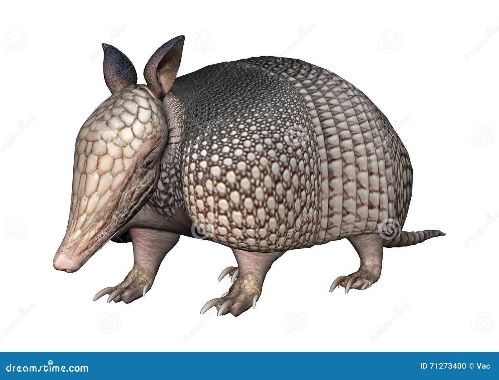 3D Rendering Armadillo on White Stock Illustration - Illustration of ...