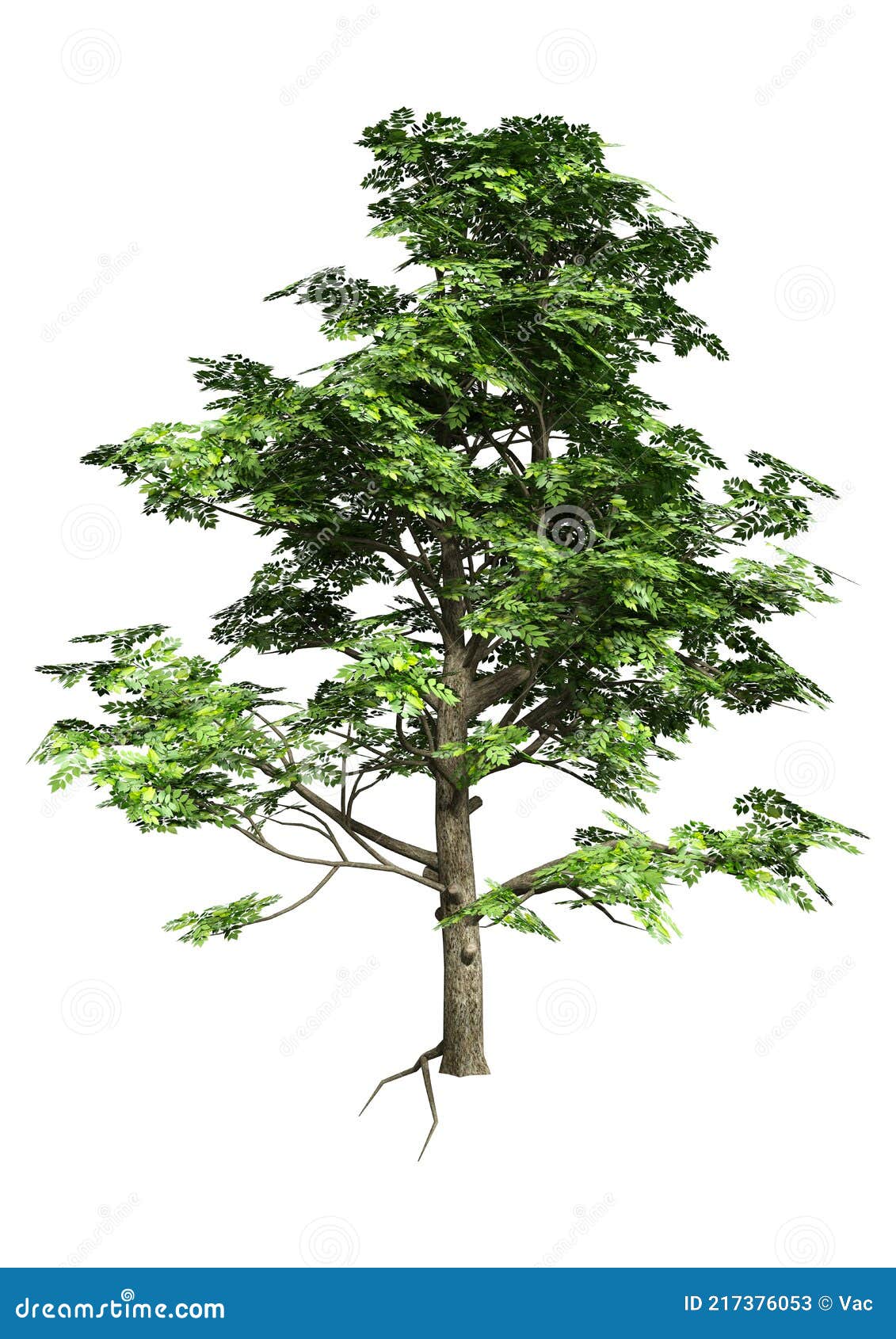 Ash Tree Fraxinus Leaf And Seed, Hand Drawn Doodle, Sketch Vector ...