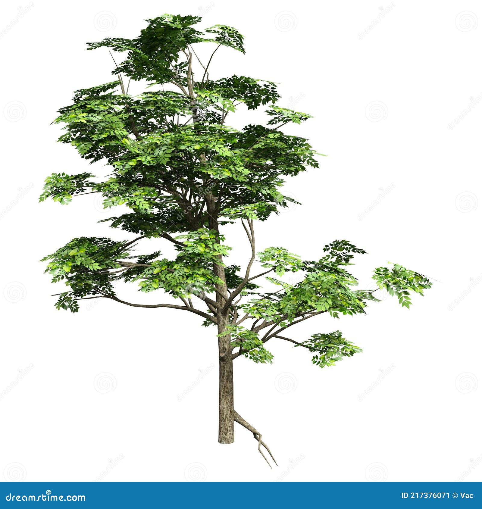 Ash Tree Fraxinus Leaf And Seed, Hand Drawn Doodle, Sketch Cartoon ...