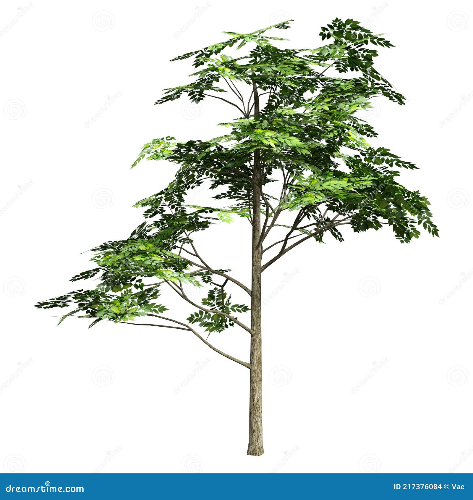 Ash Tree Fraxinus Leaf And Seed, Hand Drawn Doodle, Sketch Vector ...