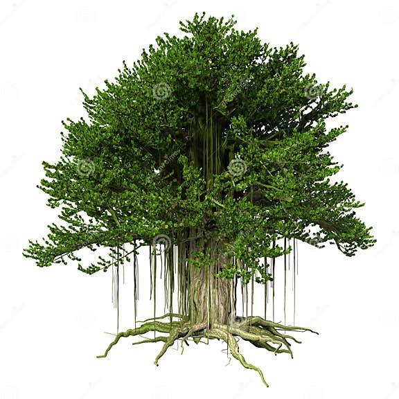 3D Rendering Banyan Tree on White Stock Illustration - Illustration of ...