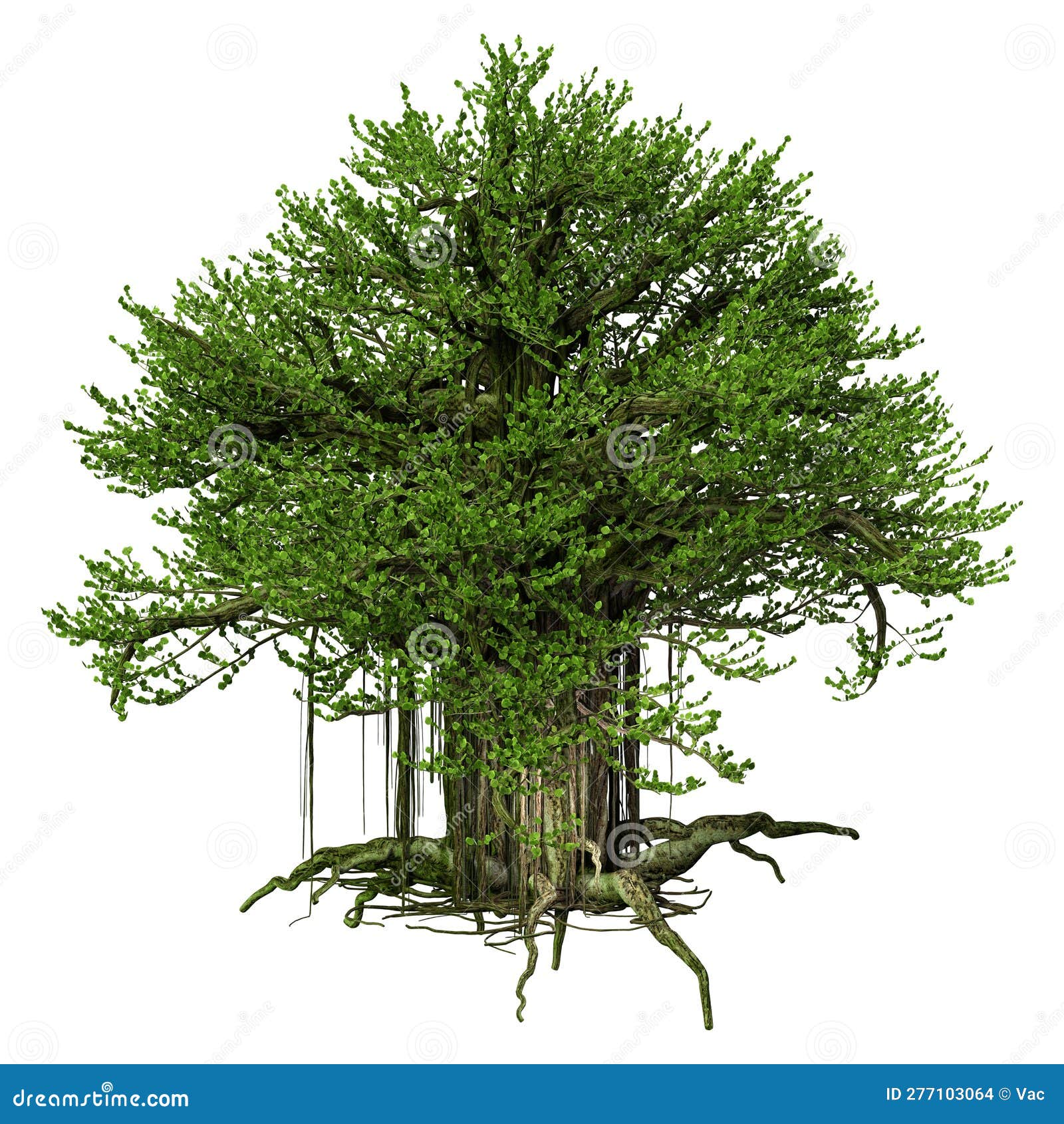 3D Rendering Banyan Tree On White Stock Photography | CartoonDealer.com ...