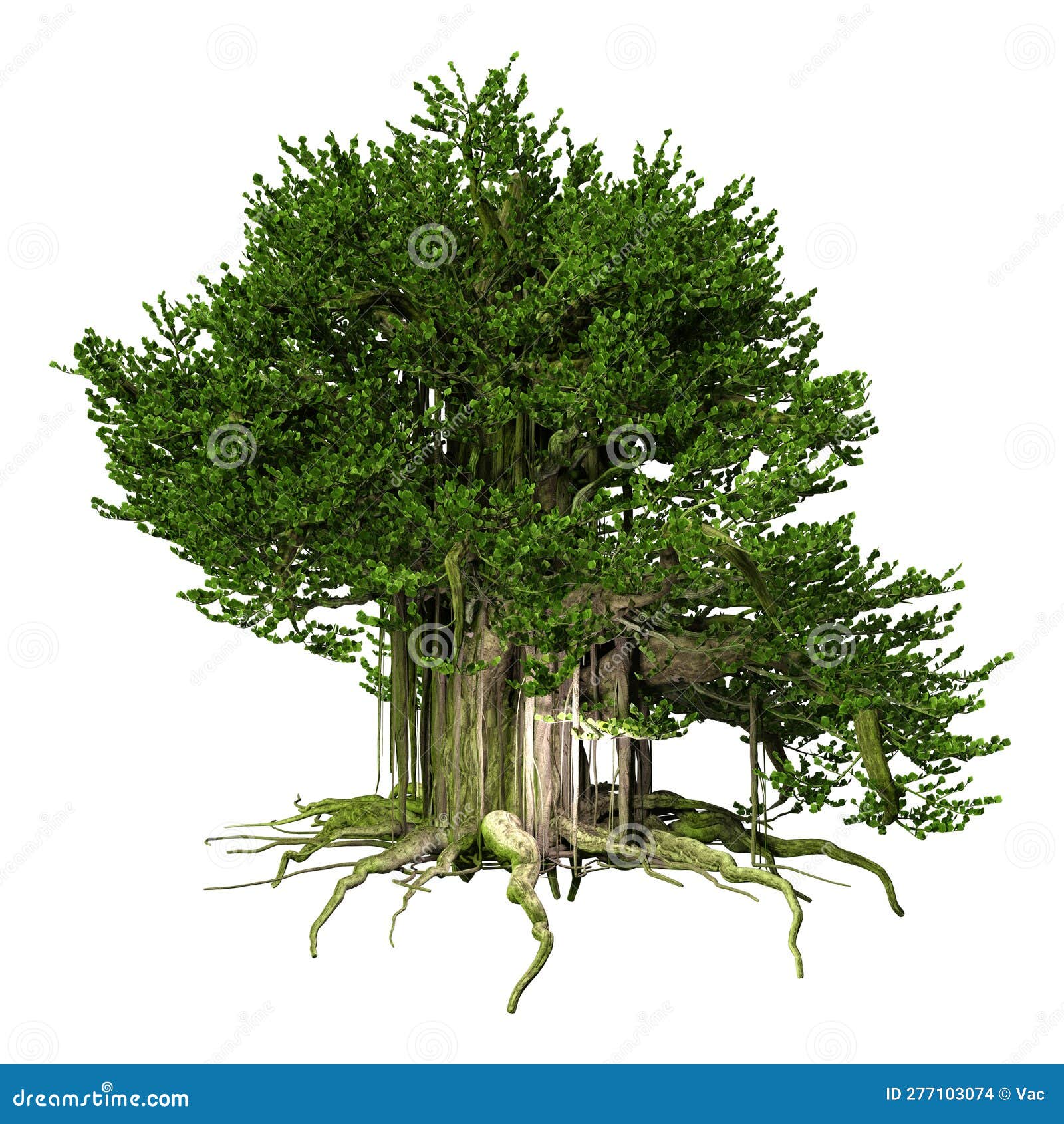 3D Rendering Banyan Tree On White Royalty-Free Stock Photography ...