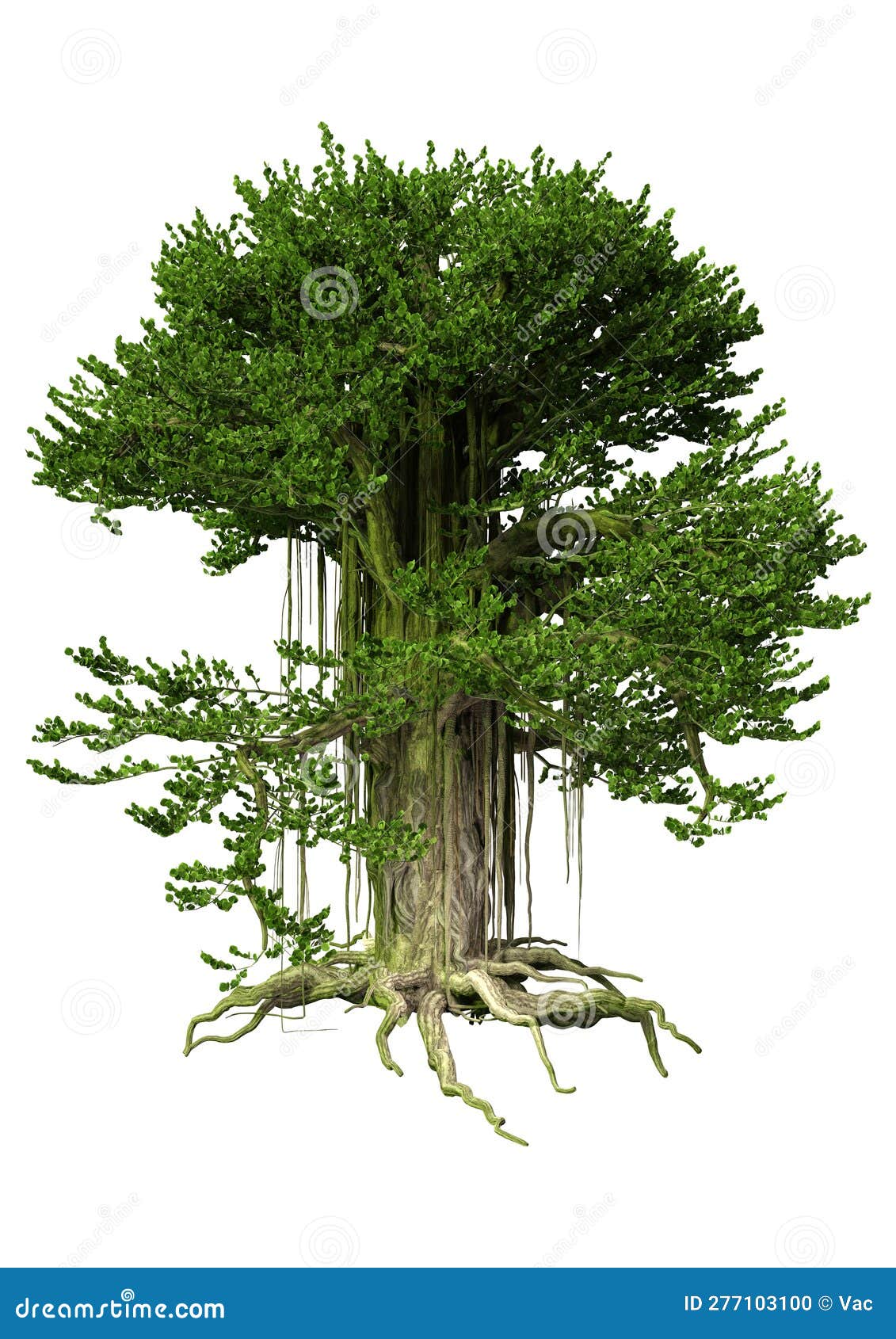 3D Rendering Banyan Tree On White Stock Photography | CartoonDealer.com ...