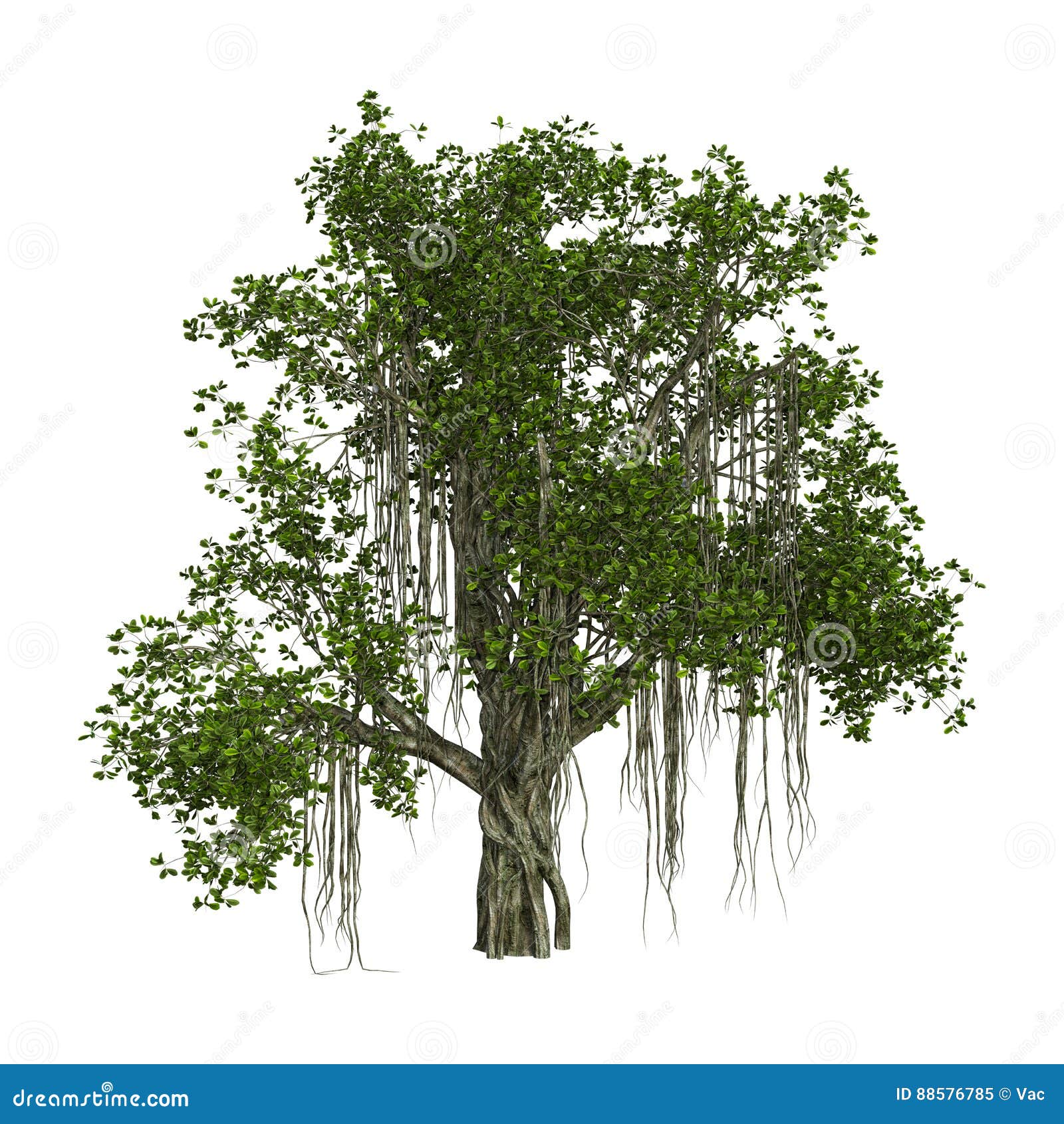 Banyan Tree (ficus Citrifolia) Stock Image | CartoonDealer.com #36025243