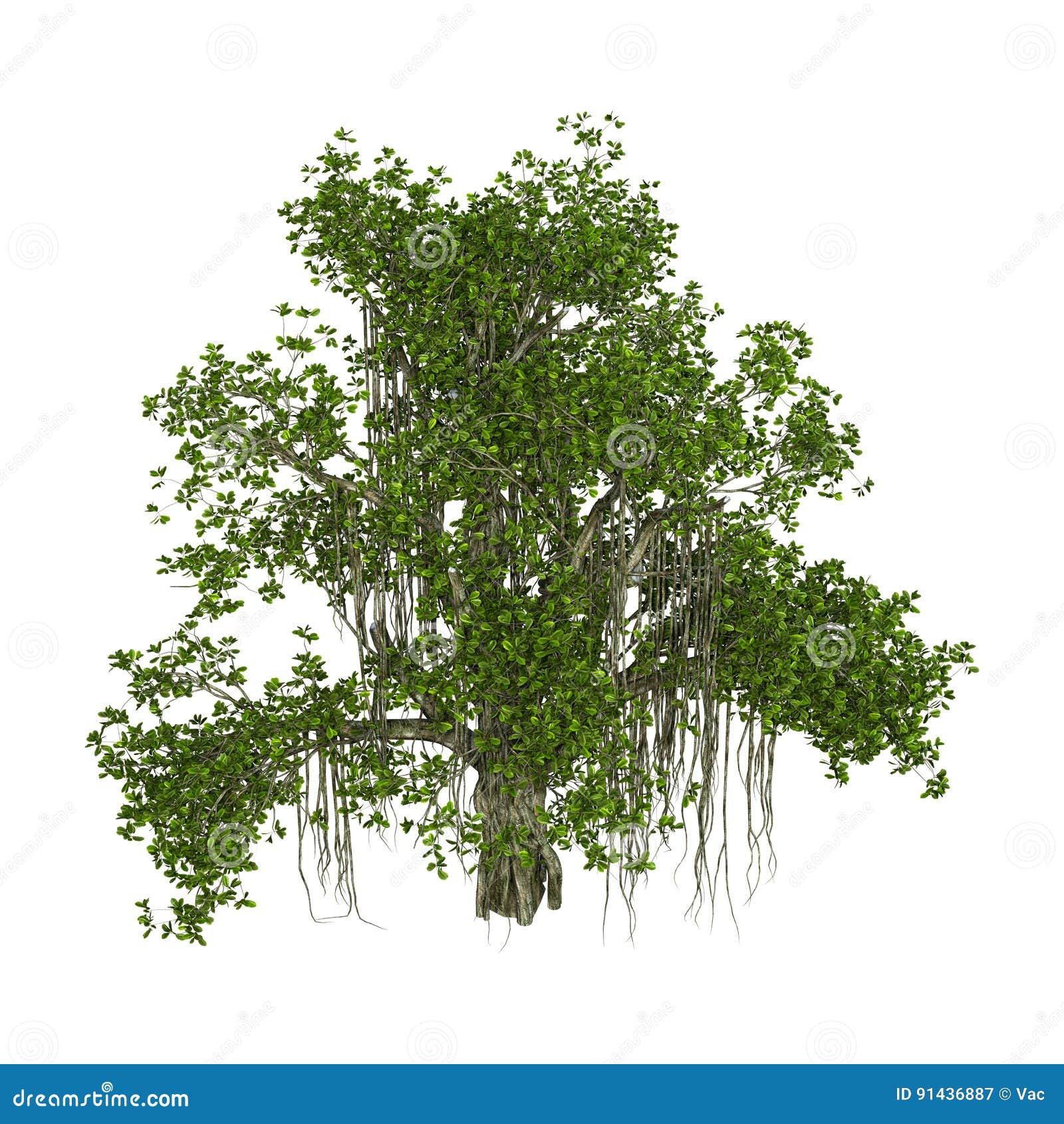 3D Rendering Banyan Tree On White Royalty-Free Stock Photo ...