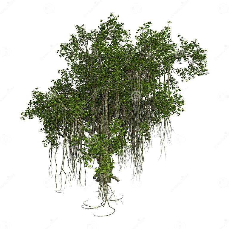 3D Rendering Banyan Tree on White Stock Illustration - Illustration of ...