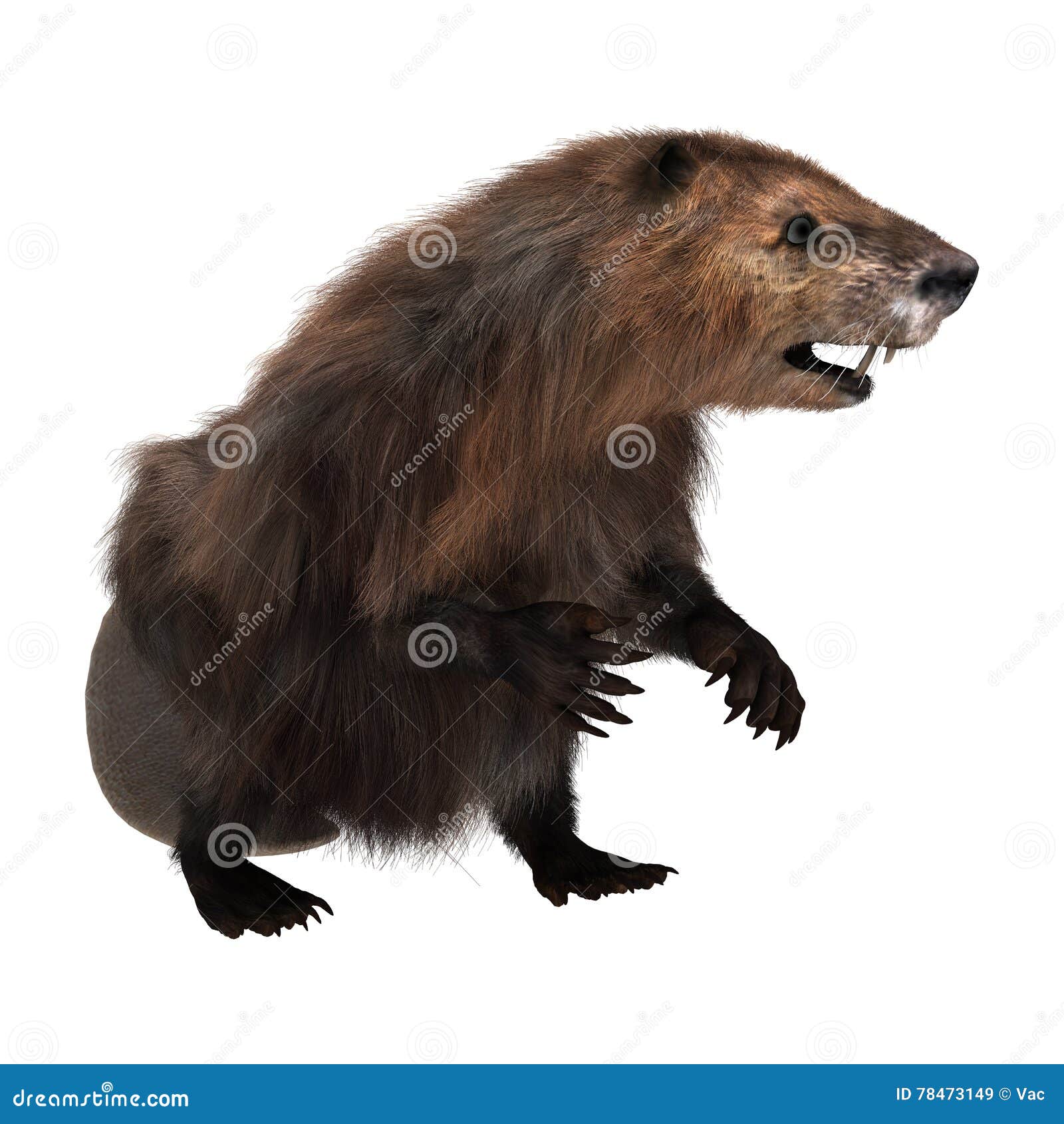 3D Rendering Beaver on White Stock Illustration - Illustration of ...