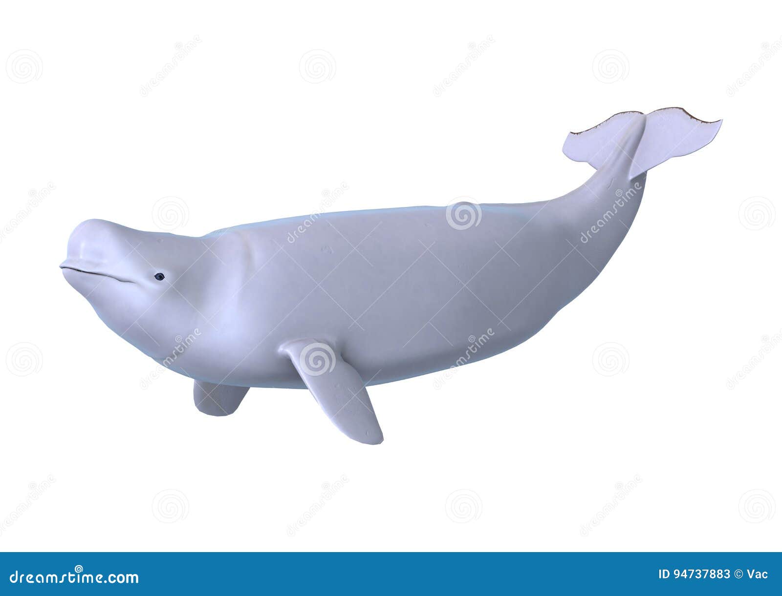 3D Rendering Beluga White Whale on White Stock Illustration ...