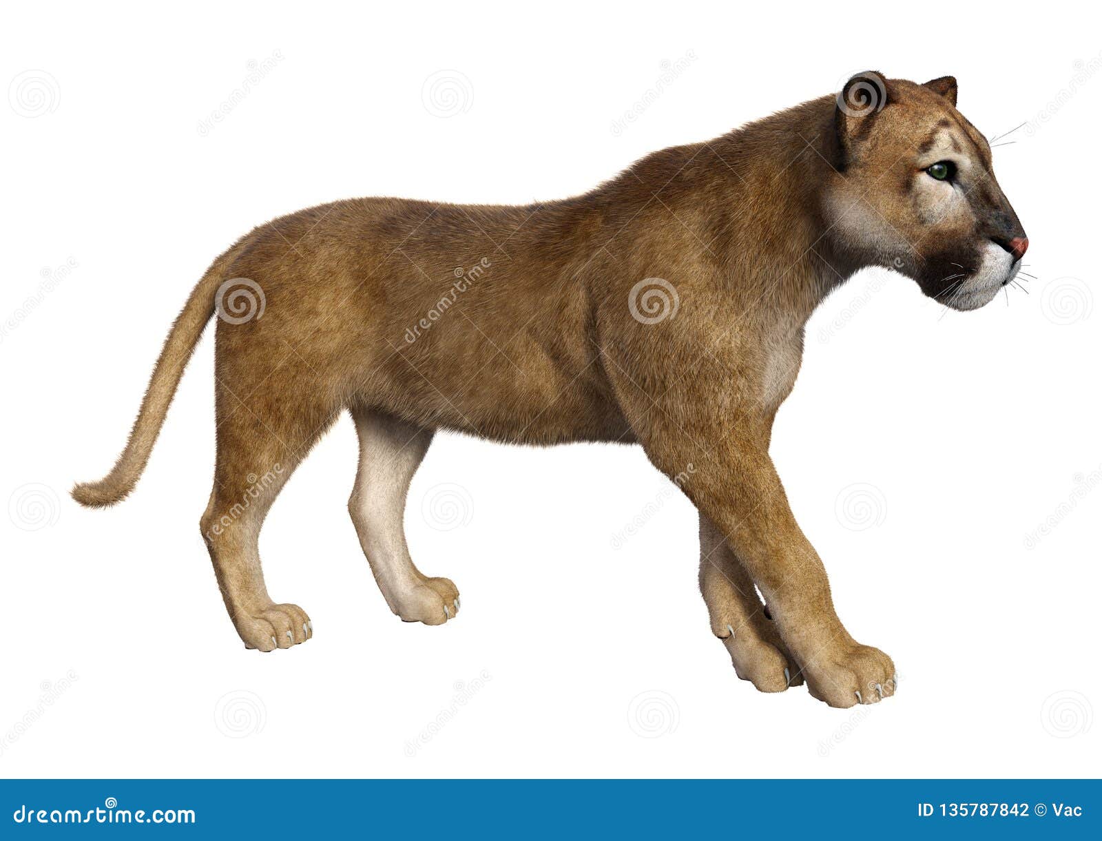3D Rendering Big Cat Puma on White Stock Illustration - Illustration of ...