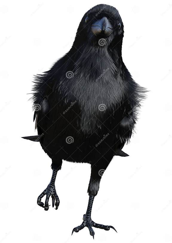 3D Rendering Black Crow on White Stock Illustration - Illustration of ...